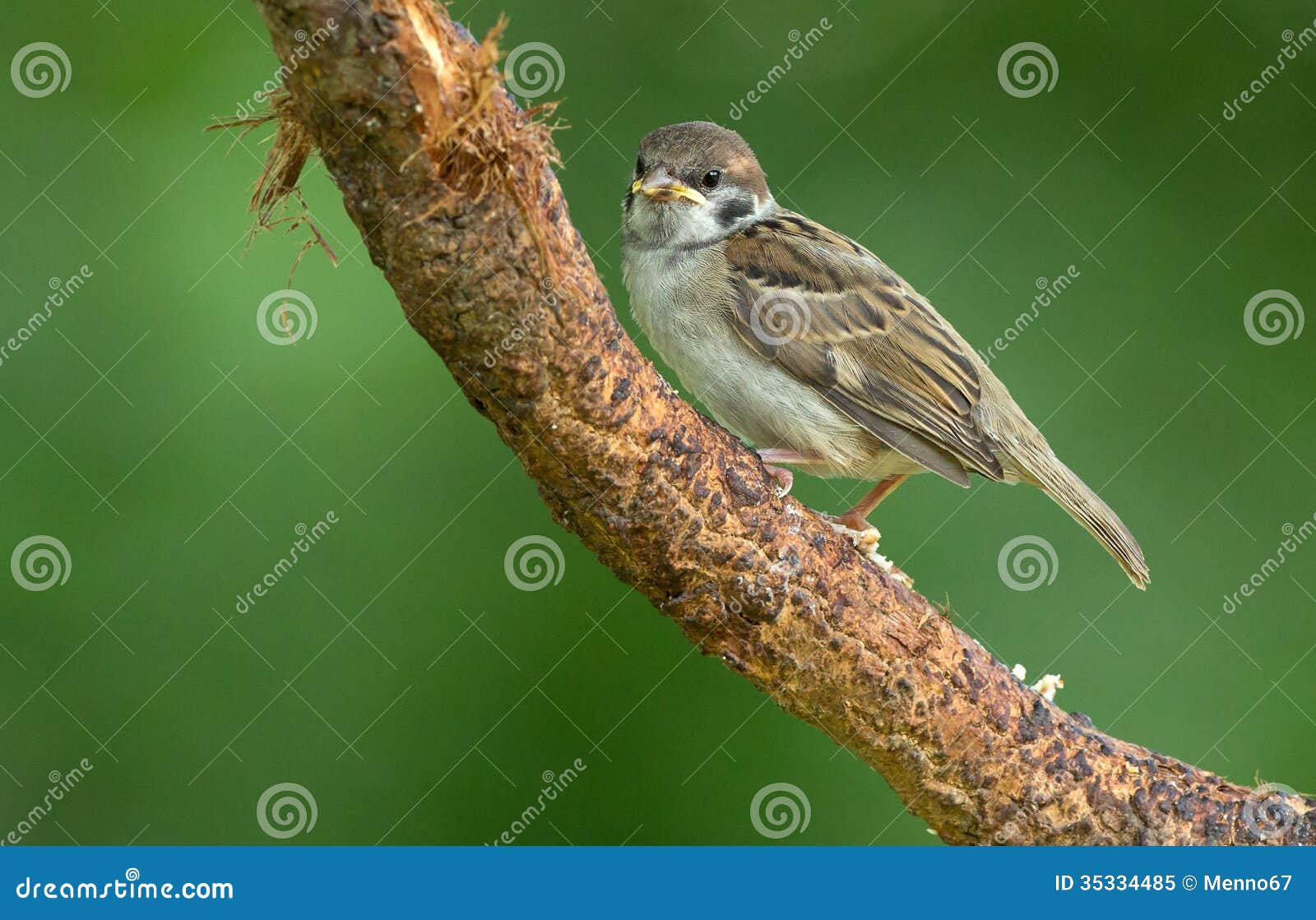 Juvenile Tree Sparrow stock image. Image of environment - 35334485