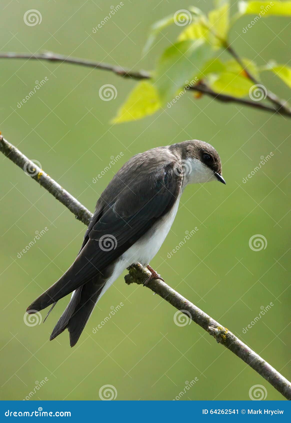 Juvenile Tree Swallow stock image. Image of swallow, feathers - 64262541