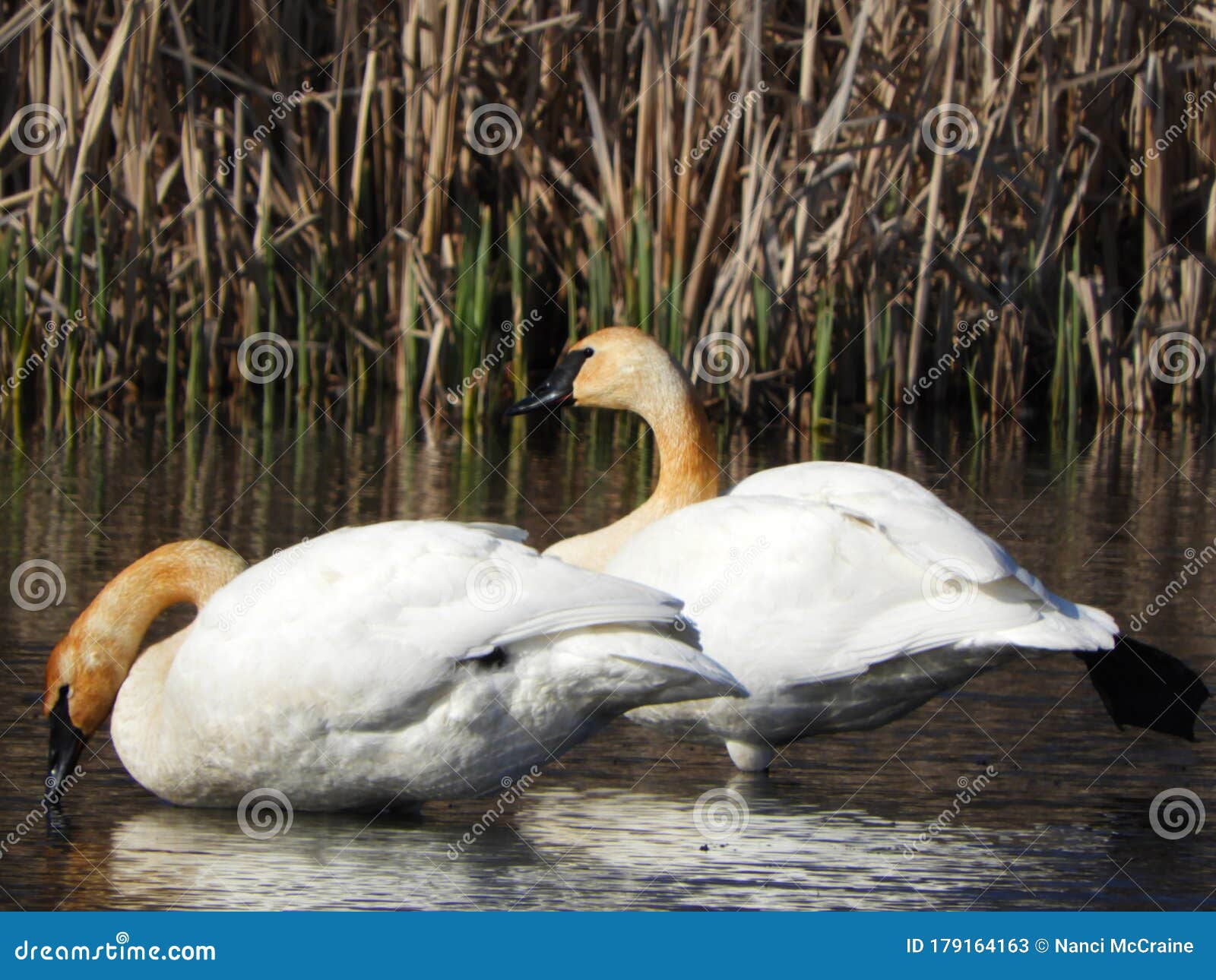 Juvenile Trumpeter Swans in Montezuma Marsh Stock Image - Image of ...