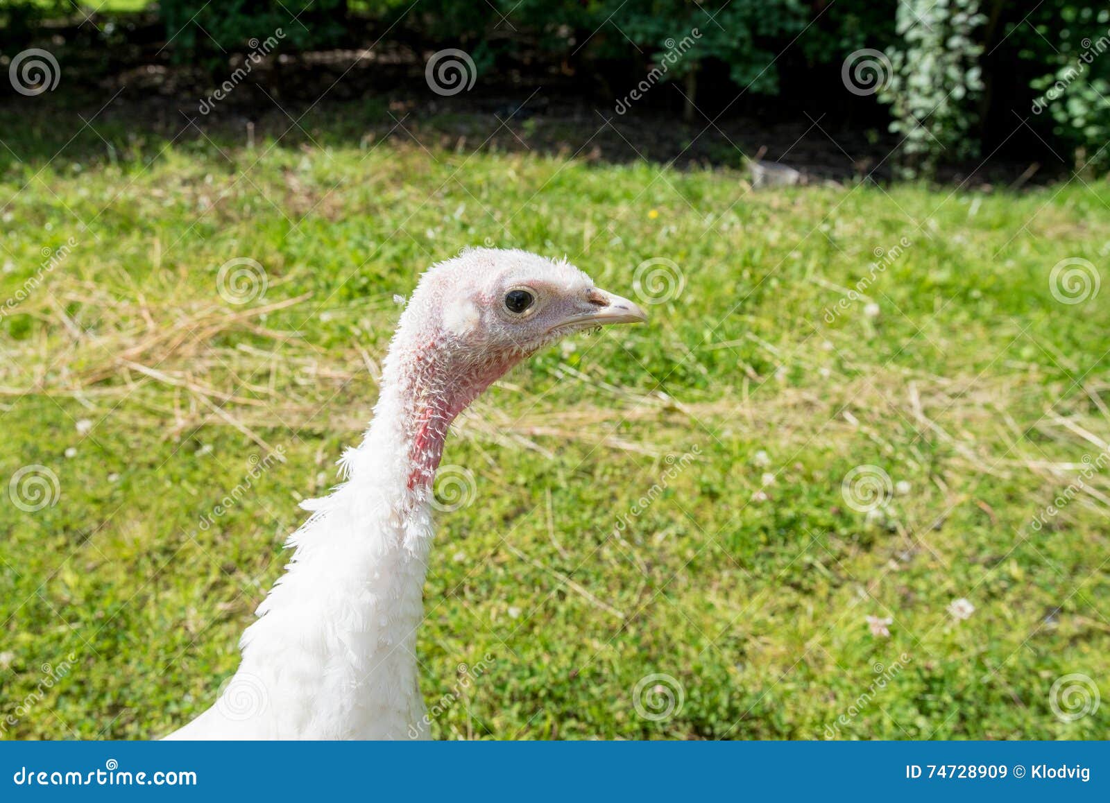 115 Juvenile Turkey Photos - Free & Royalty-Free Stock Photos from ...