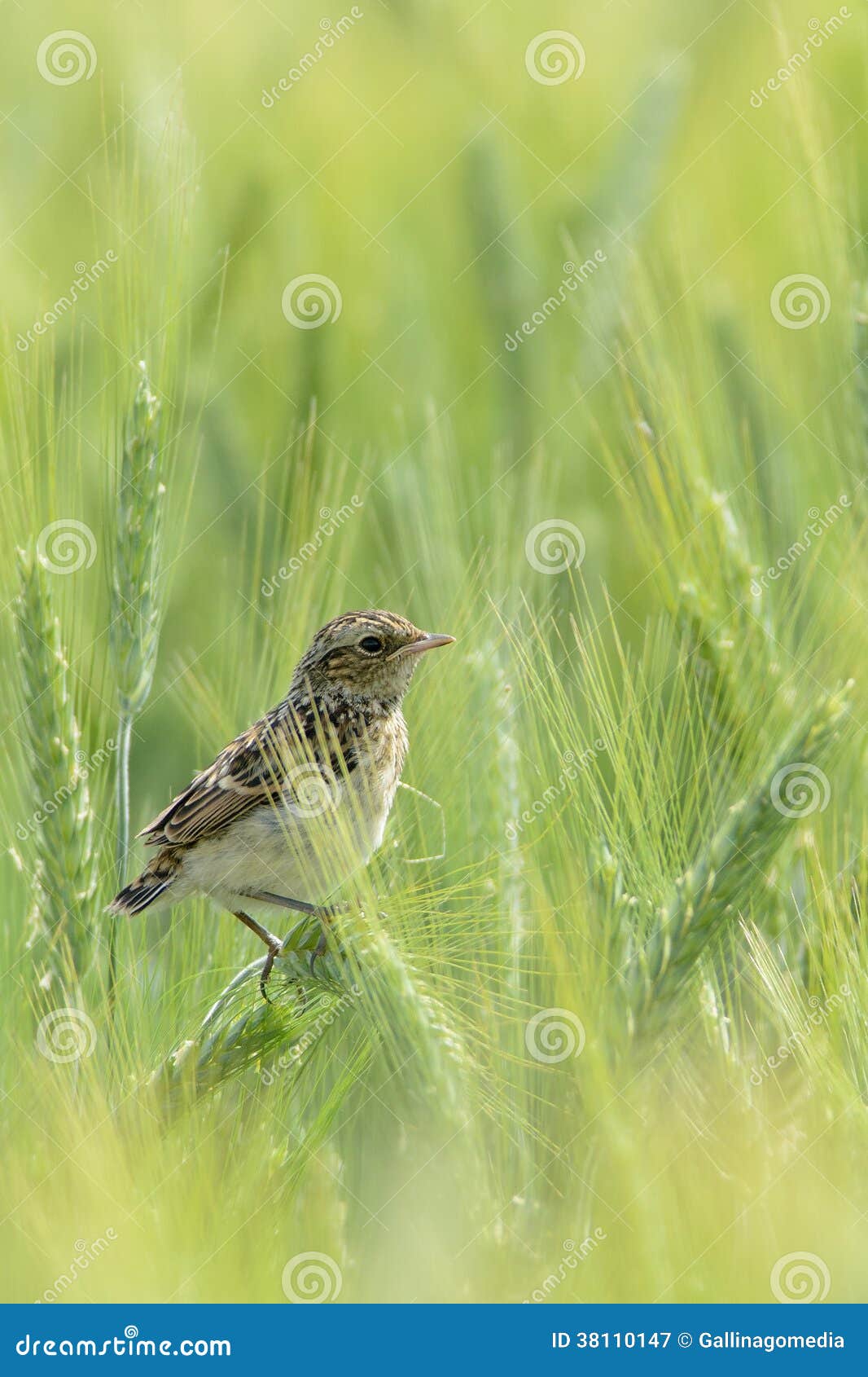 Juvenile Whinchat. stock image. Image of little, wildlife - 38110147