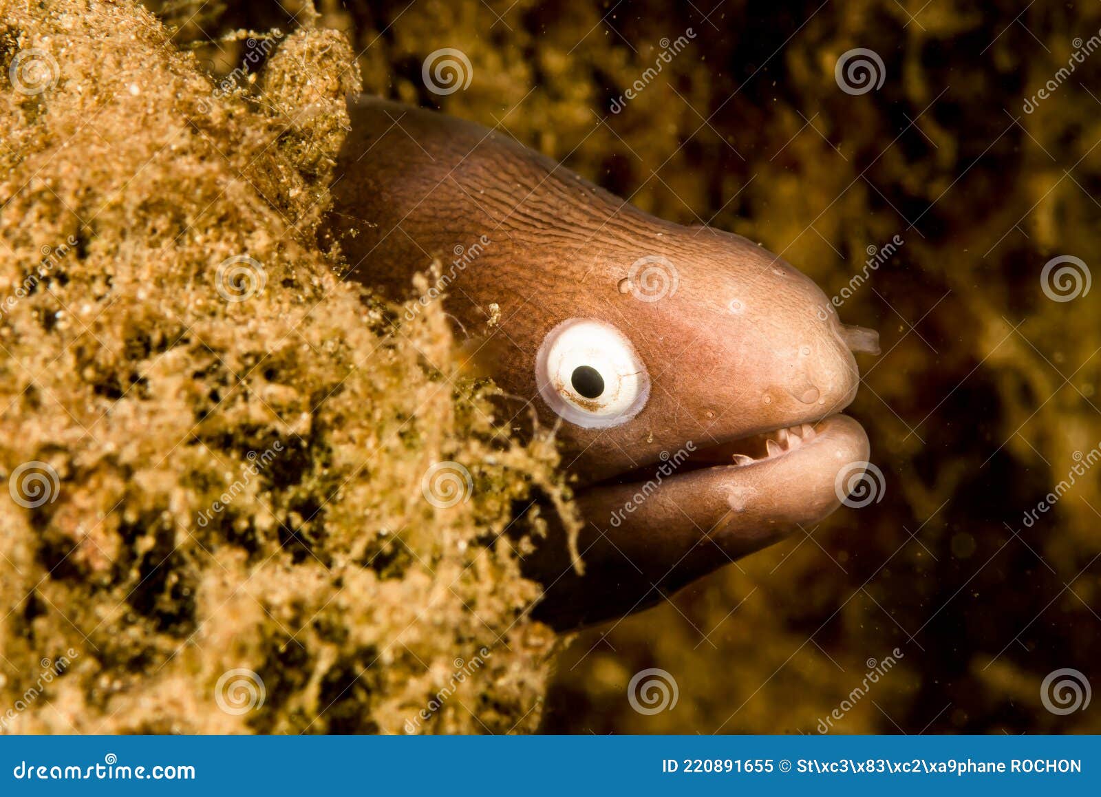 Juvenile white-eyed moray stock image. Image of aquatic - 220891655