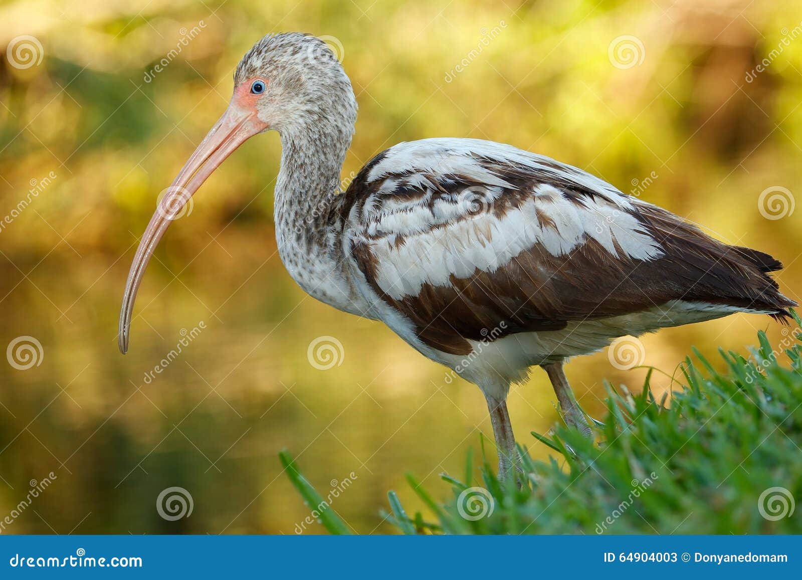 Juvenile White Ibis stock image. Image of florida, color - 64904003