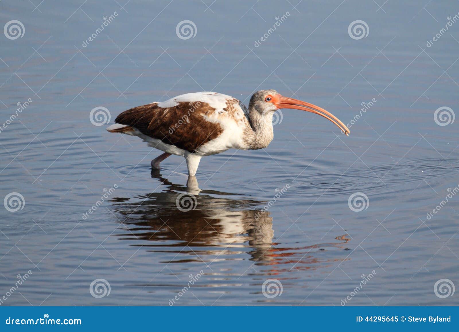 Juvenile White Ibis (Eudocimus Albus) Stock Image - Image of feathers ...