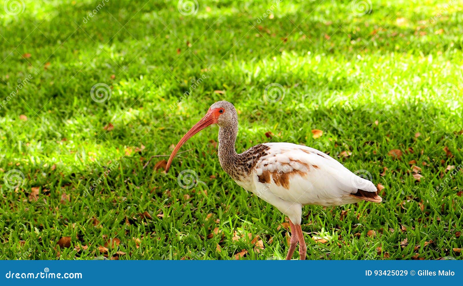 Juvenile White Ibis stock image. Image of wildlife, ibis - 93425029