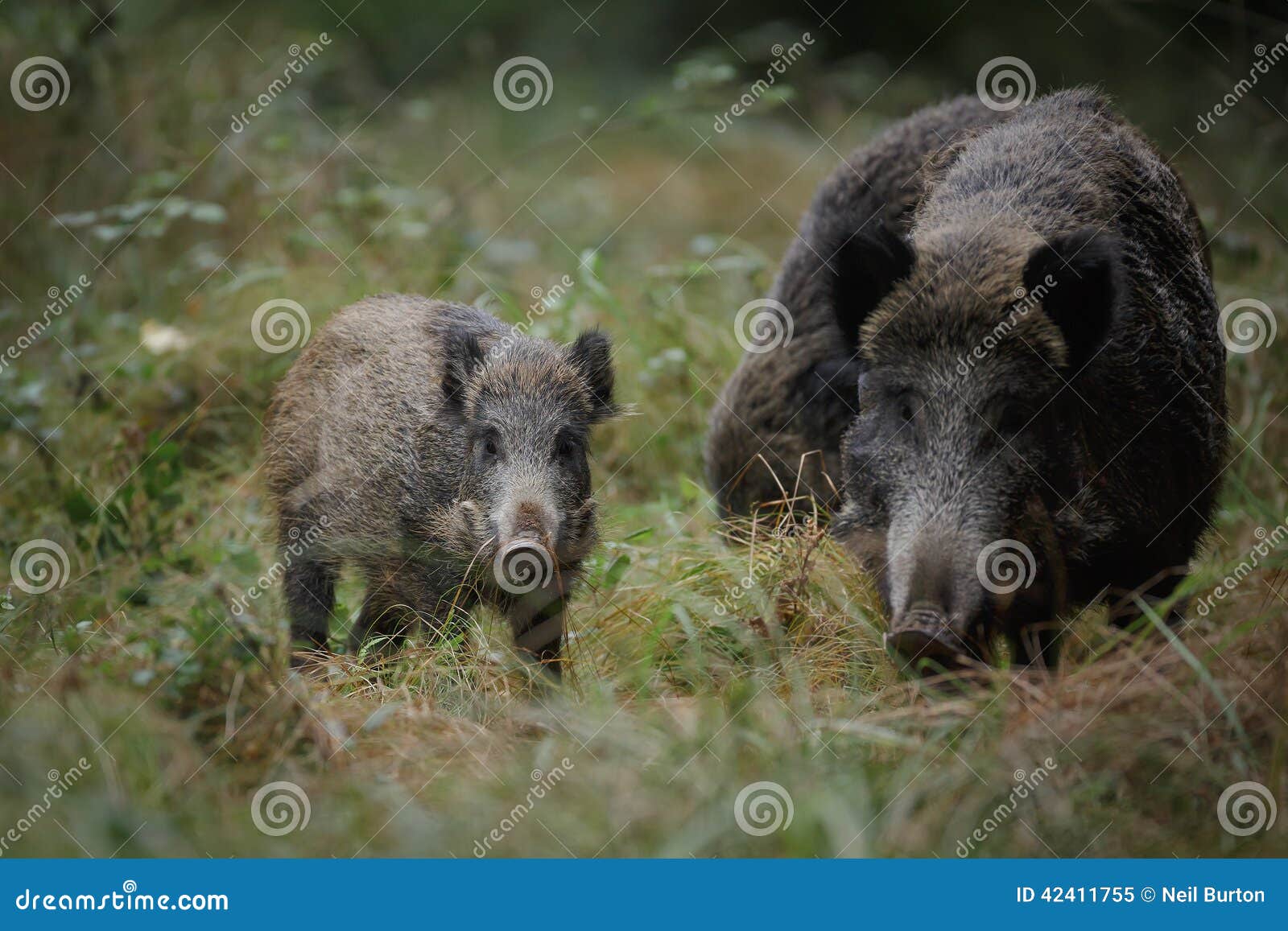 Juvenile wild boar stock image. Image of walking, snout - 42411755