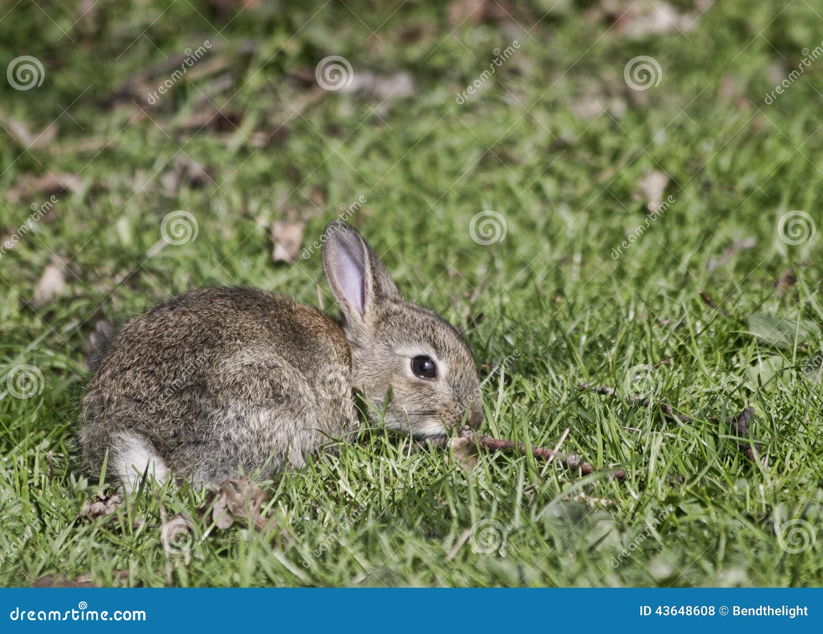 Juvenile Wild Rabbit stock photo. Image of baby, ears - 43648608