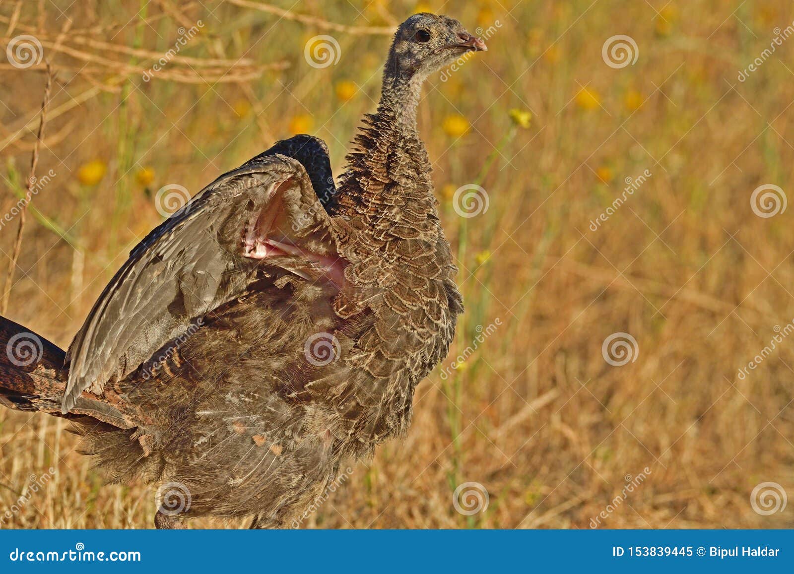 A Juvenile Wild Turkey Flapping Wings Stock Image - Image of stretching ...