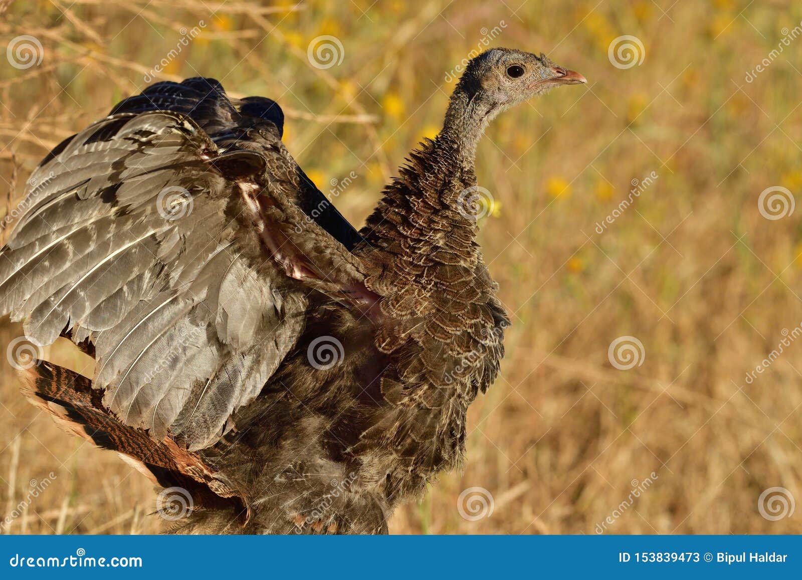A Juvenile Wild Turkey Flapping Wings Stock Image - Image of wing ...