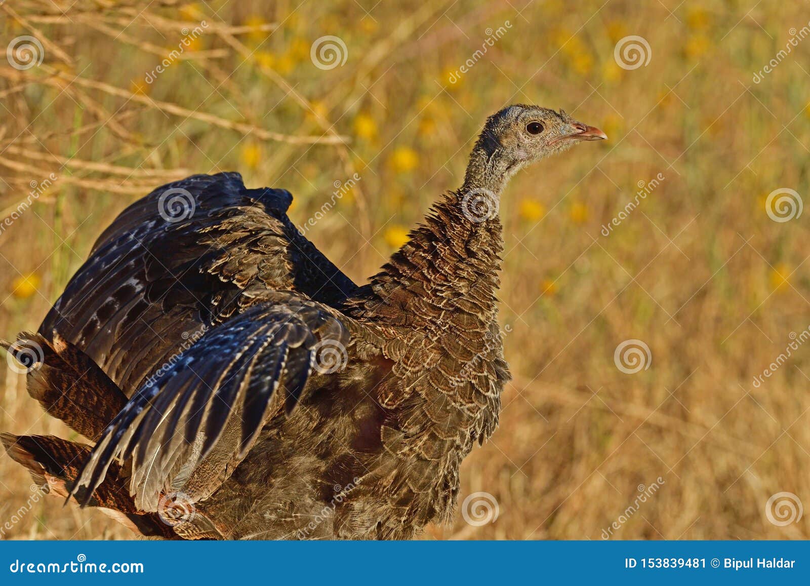 A Juvenile Wild Turkey Flapping Wings Stock Image - Image of wings ...