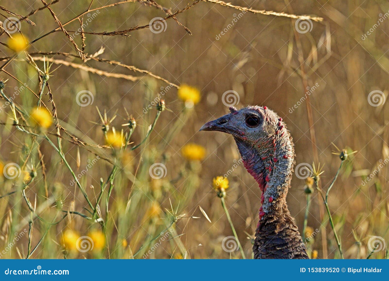 A Juvenile Wild Turkey stock photo. Image of turkey - 153839520