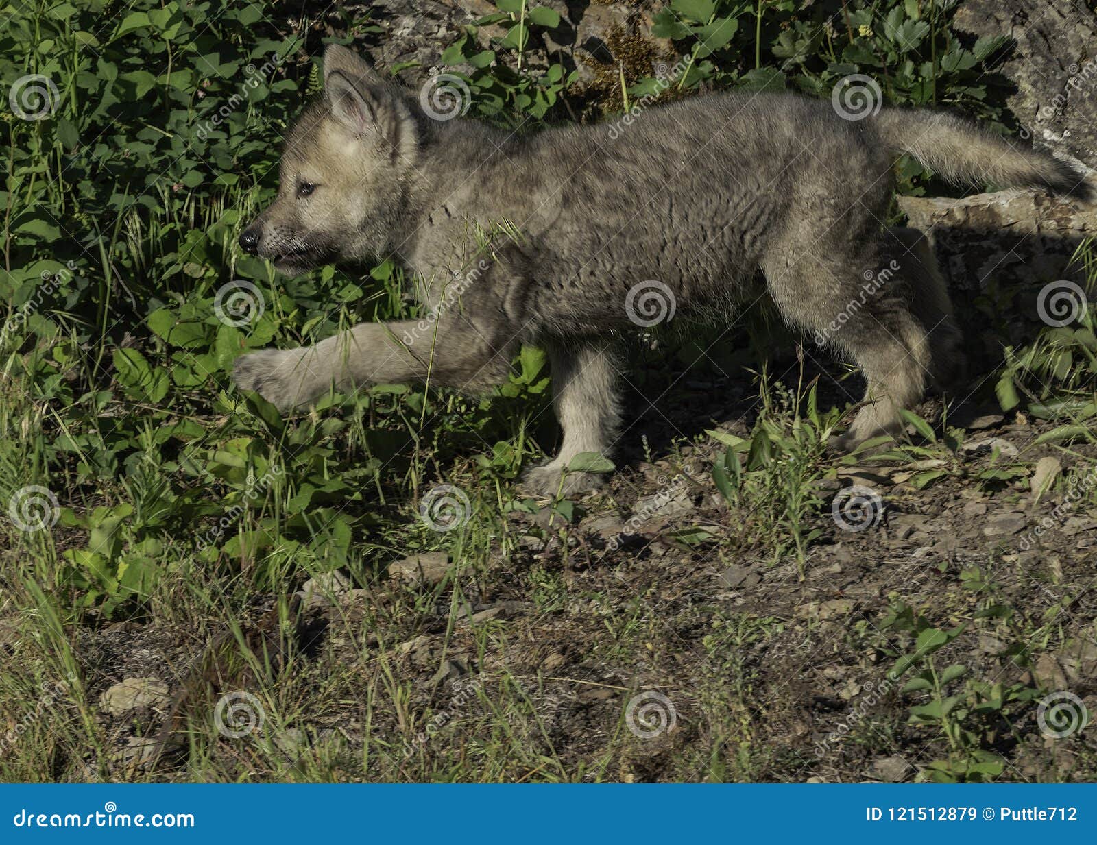 Learning to be a Wolf stock image. Image of juvenile - 121512879