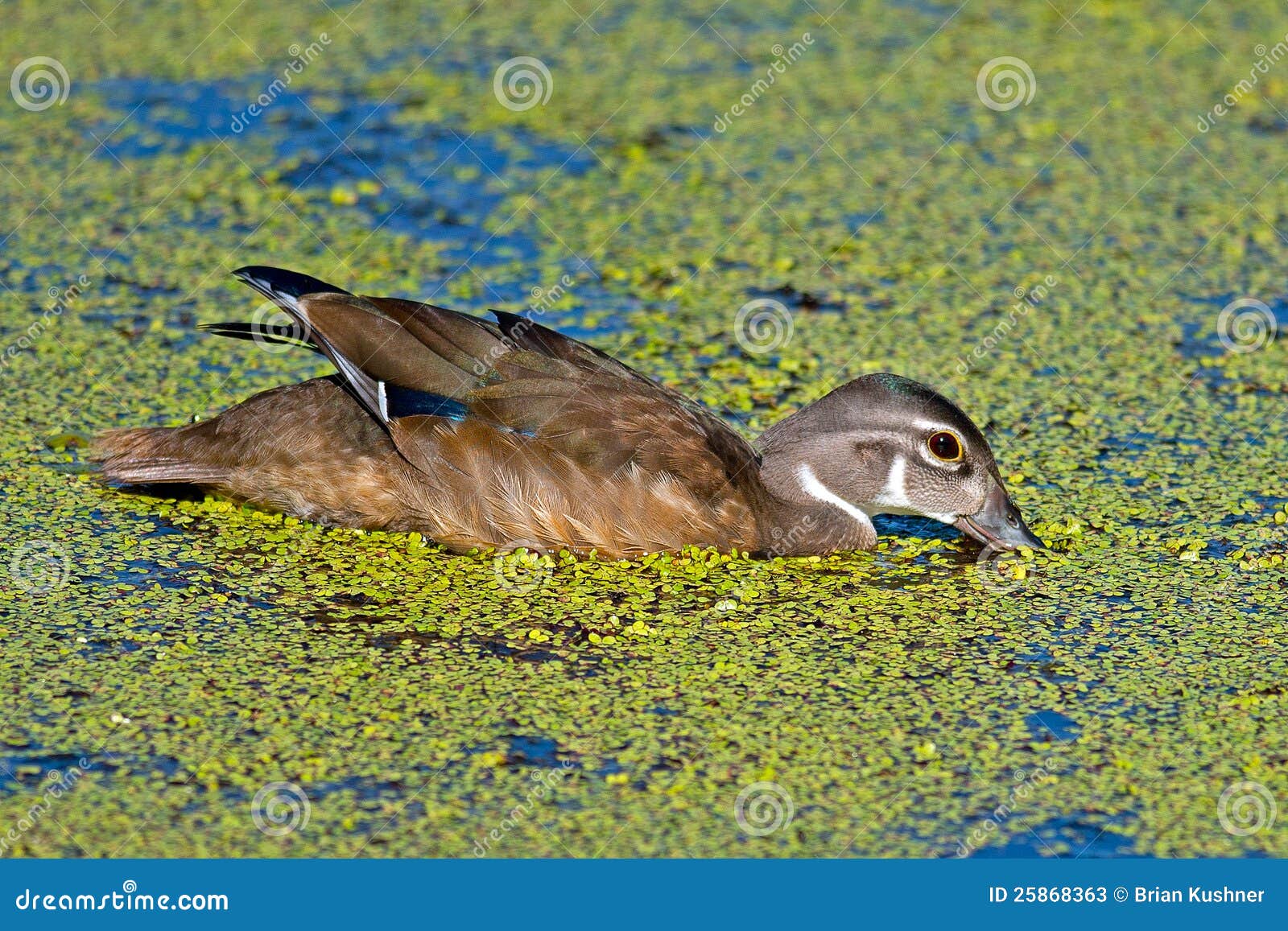 Juvenile Wood Duck stock image. Image of chick, american - 25868363