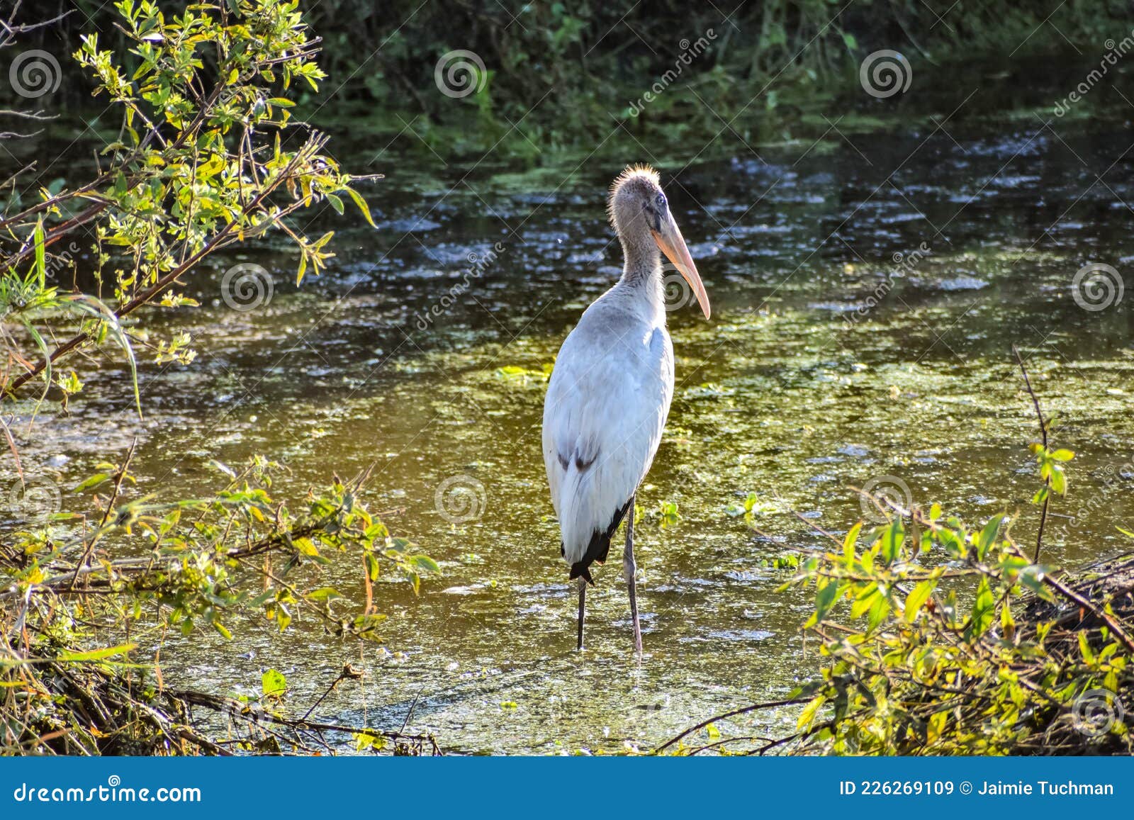 Juvenile Wood Stork in the Swamp Stock Image - Image of nesting ...