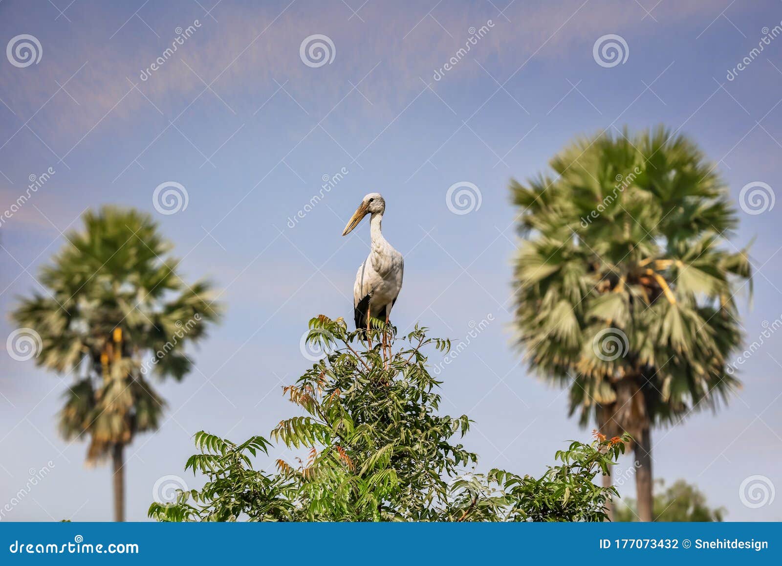 Juvenile Wood Stork on the Tree Stock Photo - Image of trees, juvenile ...