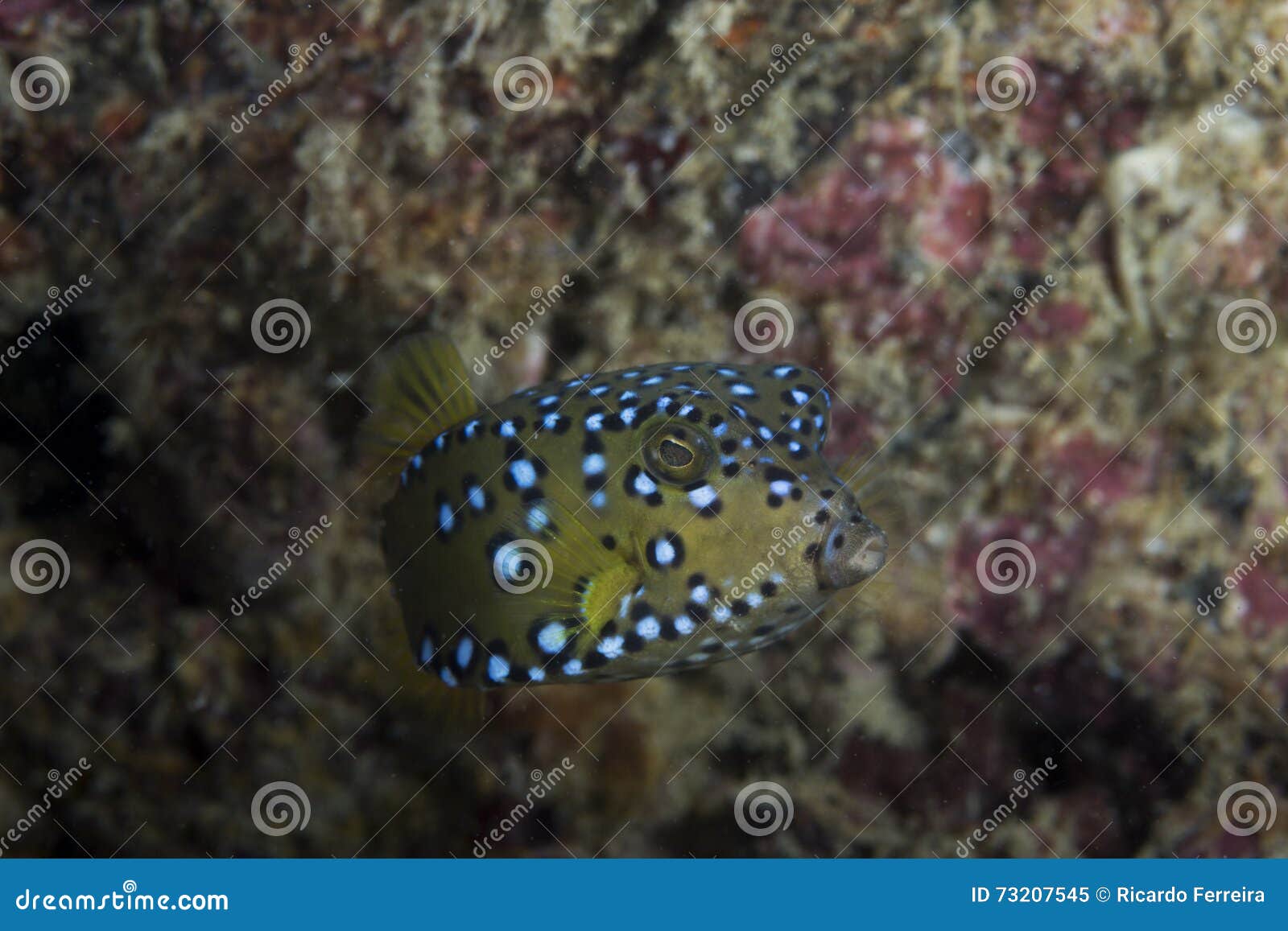 Juvenile yellow boxfish stock image. Image of black, tropical - 73207545