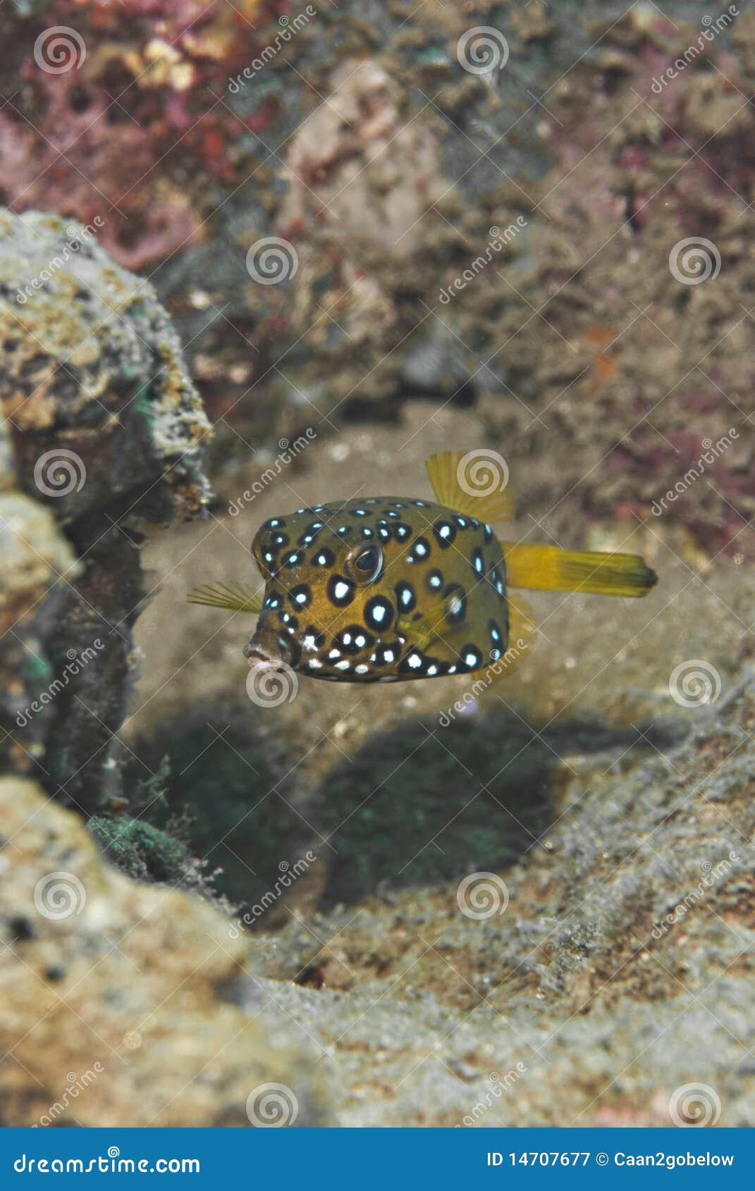 Juvenile Yellow Boxfish (Ostracion Cubicus). Stock Image - Image of ...