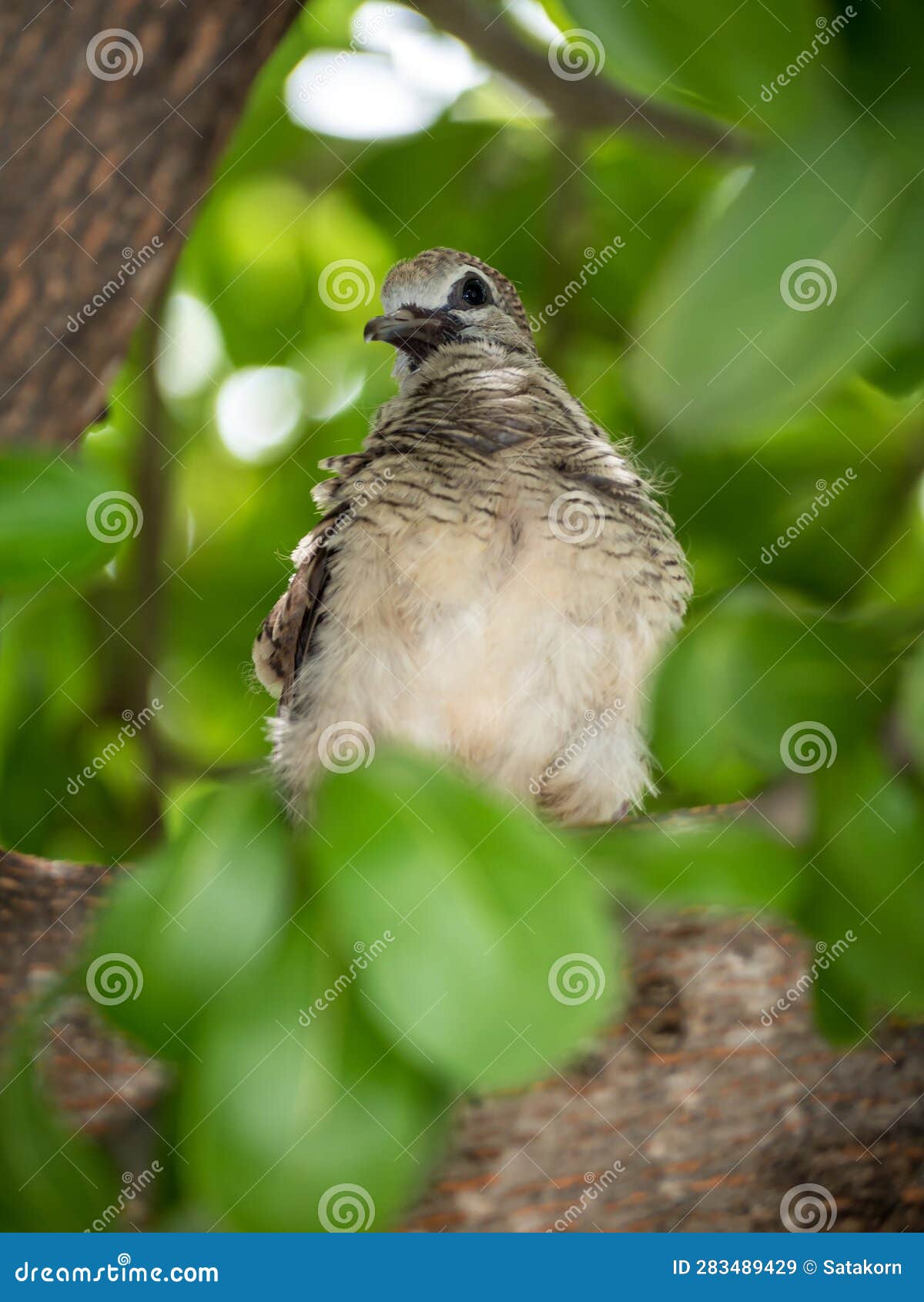 Juvenile Zebra Dove on the Branch of the Tree Stock Image - Image of ...