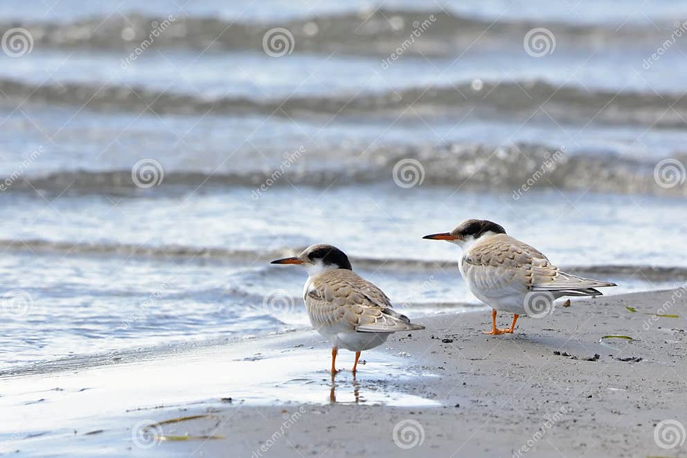 Common Tern, Greece stock image. Image of ornithology - 169446133