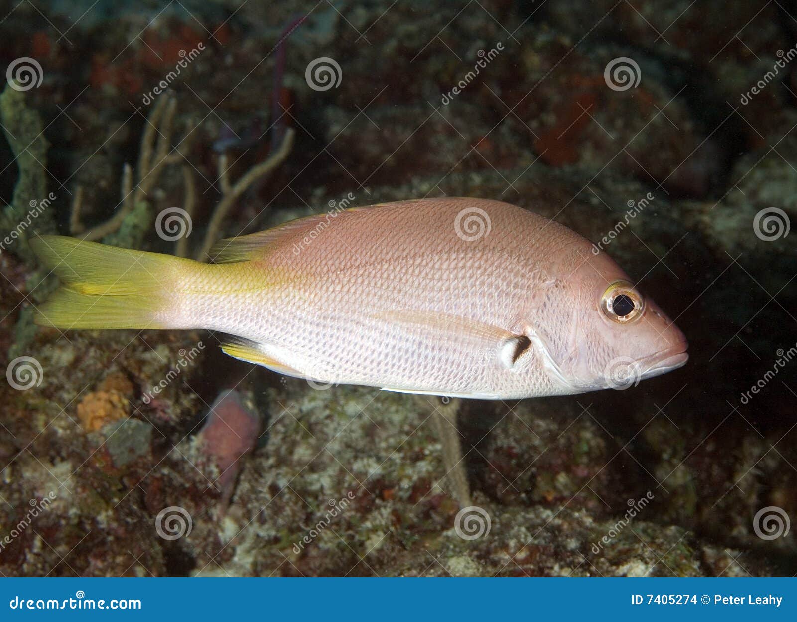 Juvenille Blackfin Snapper stock photo. Image of gamefish - 7405274
