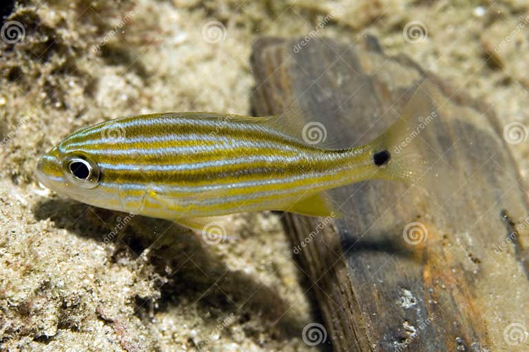 Juvenille Bluestripe Grunt stock photo. Image of atlantic - 7405418