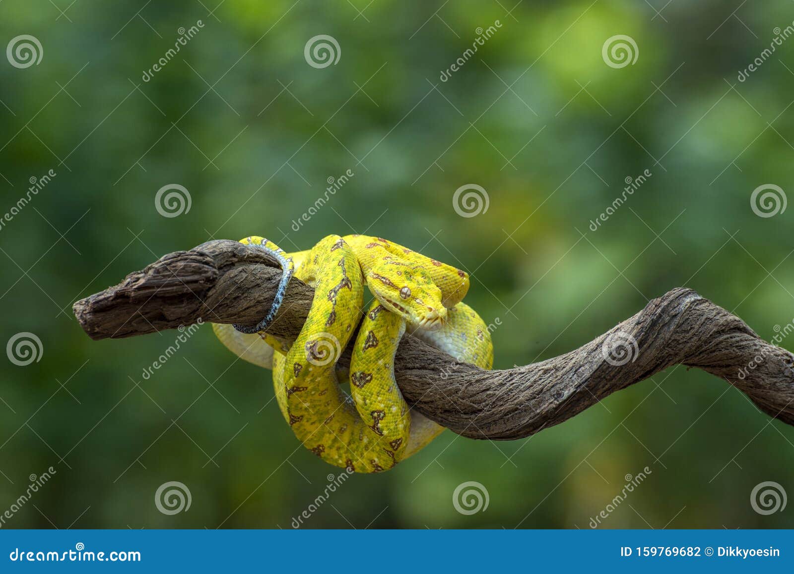 Trimesurus Insularis Also Known As Blue Viper Stock Photography ...