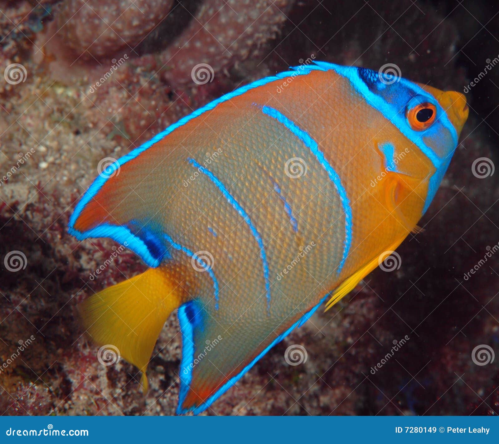 Juvenille Queen Angelfish stock image. Image of oceanography - 7280149