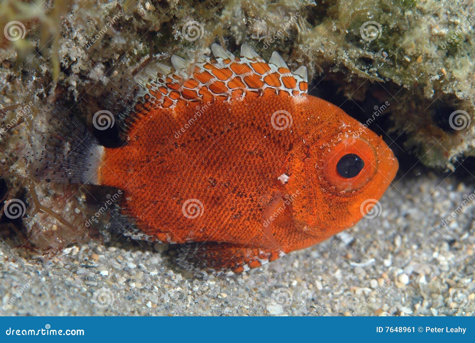 Juvenille Short Bigeye stock image. Image of fish, biology - 7648961