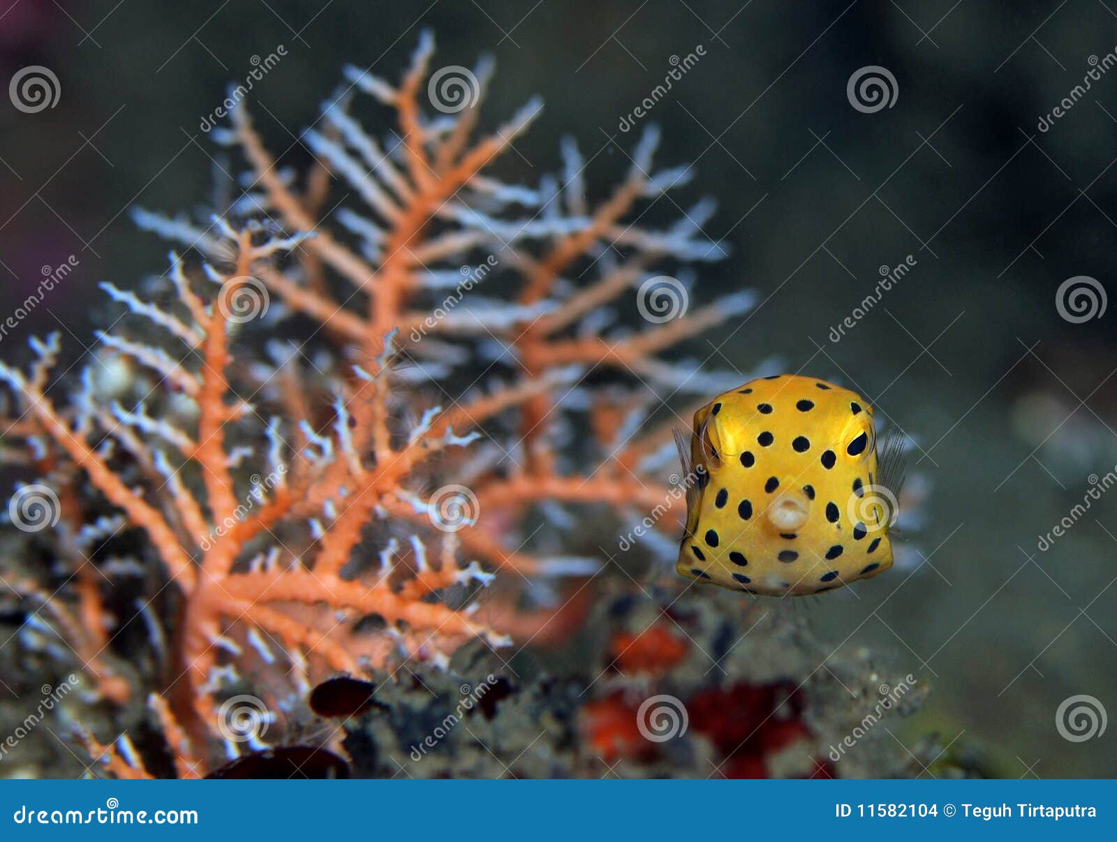 Juvenille Yellow Starry Pufferfish, Box Fish Stock Photo - Image of ...