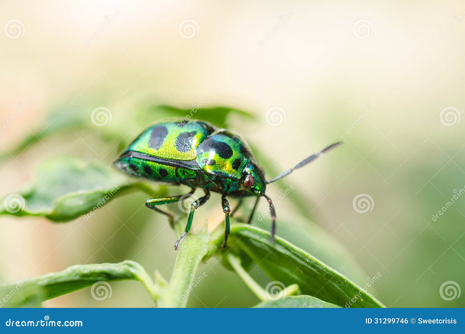 Juweelkever in groene aard stock foto. Image of macro - 31299746