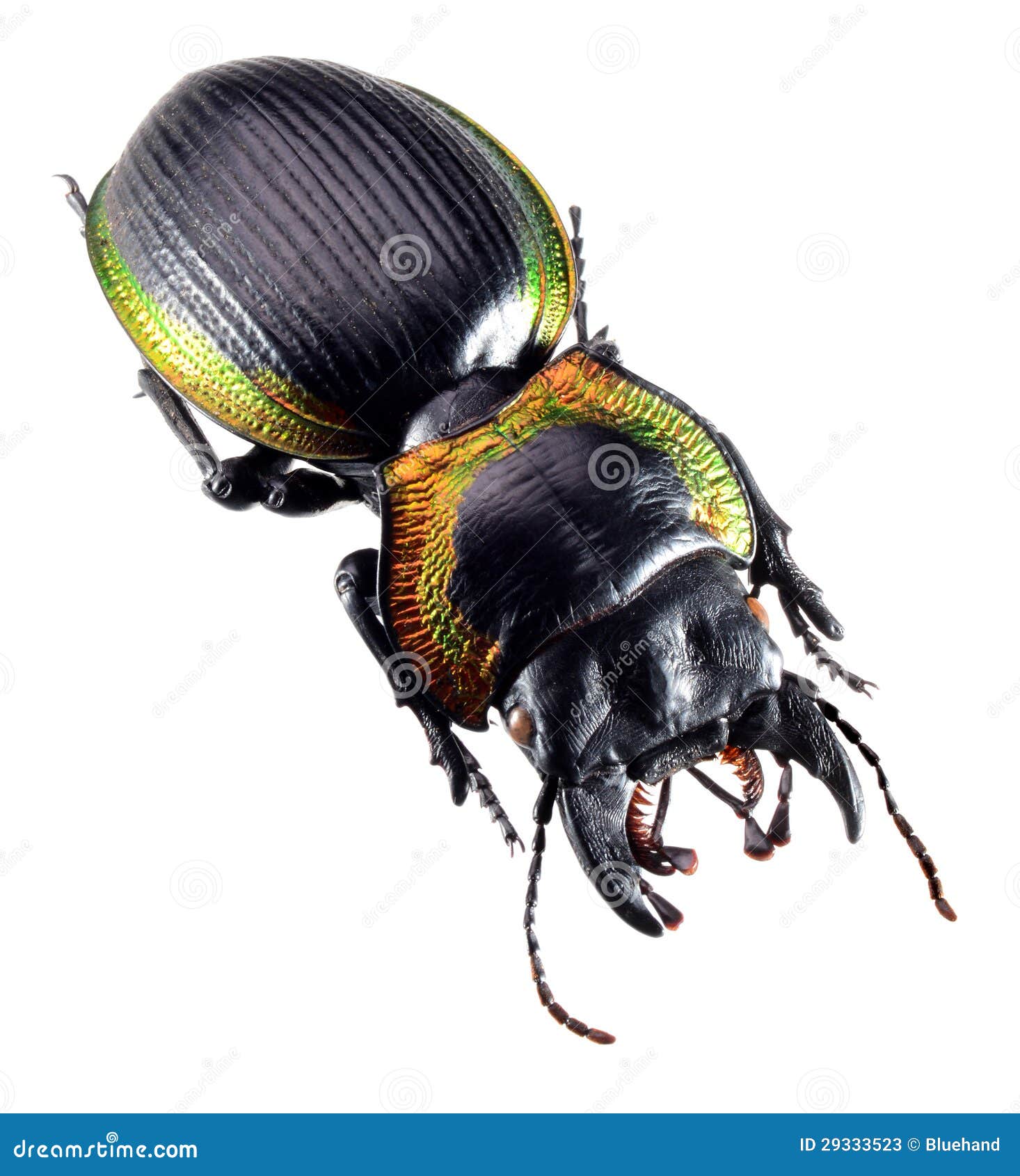 Juwelenkever, Insect Op Wit Wordt Geïsoleerd Dat Stock Afbeelding ...