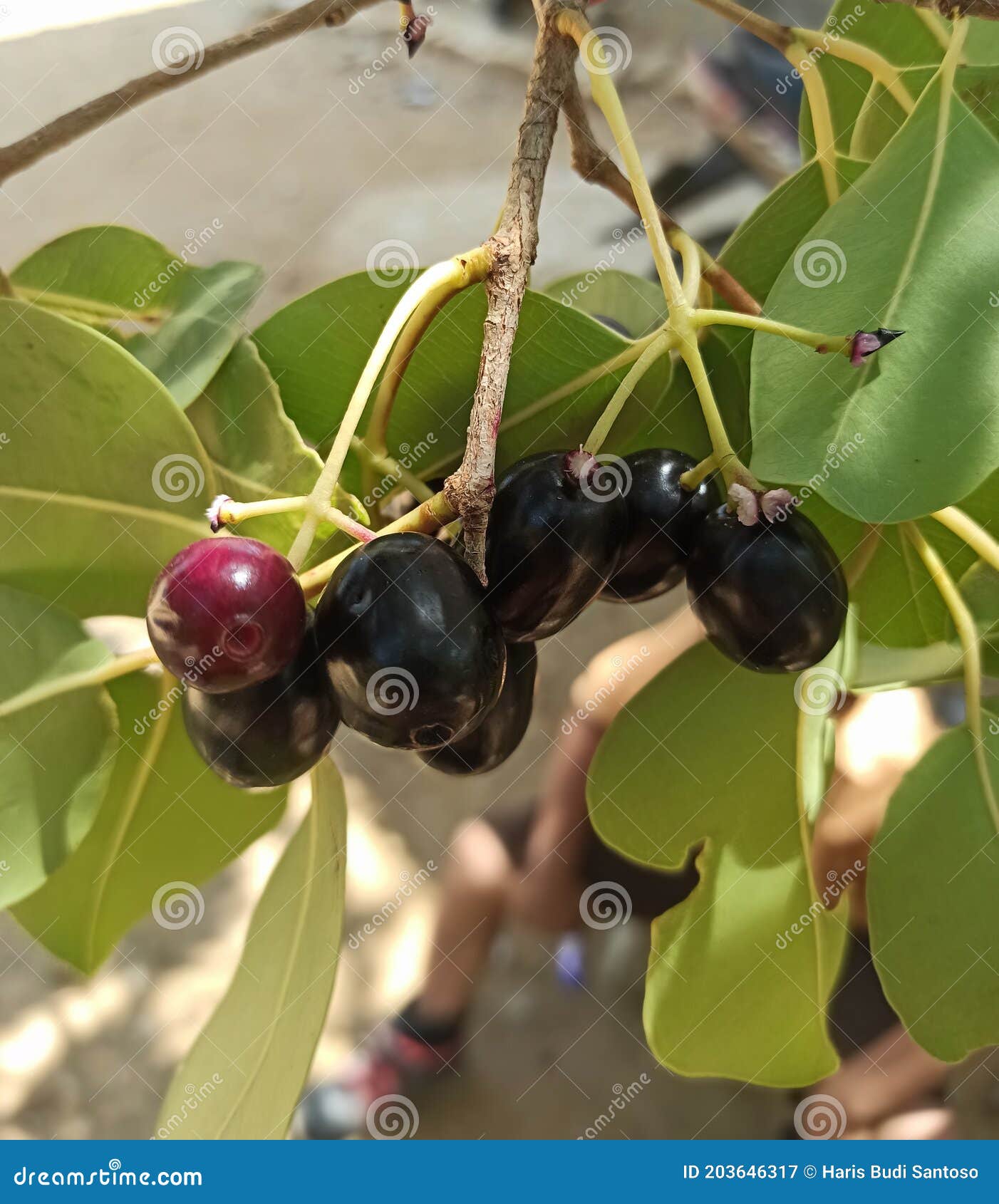 Juwet stock image. Image of plant, juwet, indonesia - 203646317