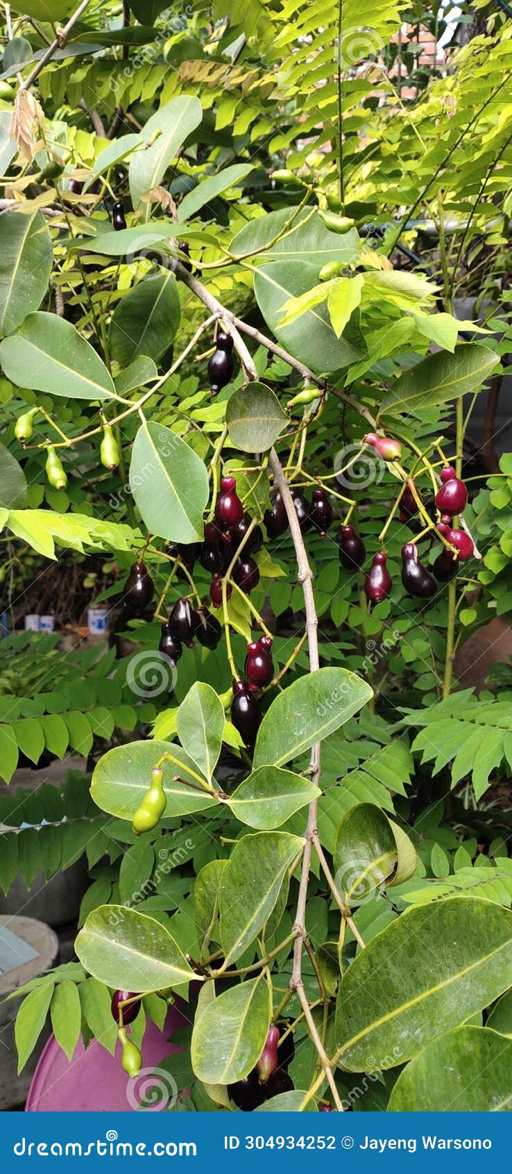 Juwet of tree asia stock photo. Image of tree, indonesia - 304934252