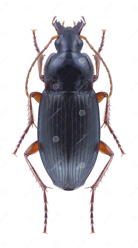 Käfer Calathus-erratus stockfoto. Bild von hell, biologie - 93565070