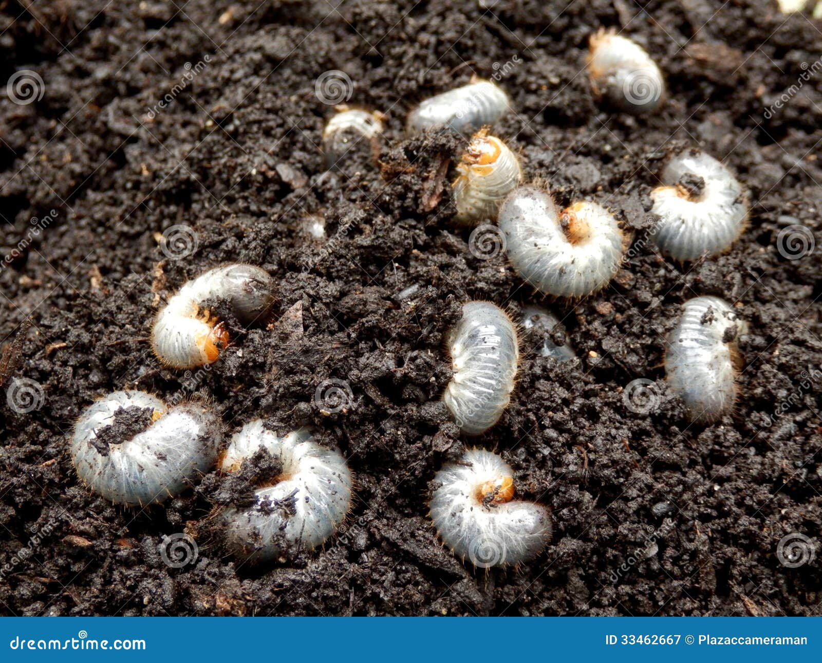 Käfer-Larve (Phyllophaga) stockbild. Bild von transparenz - 33462667