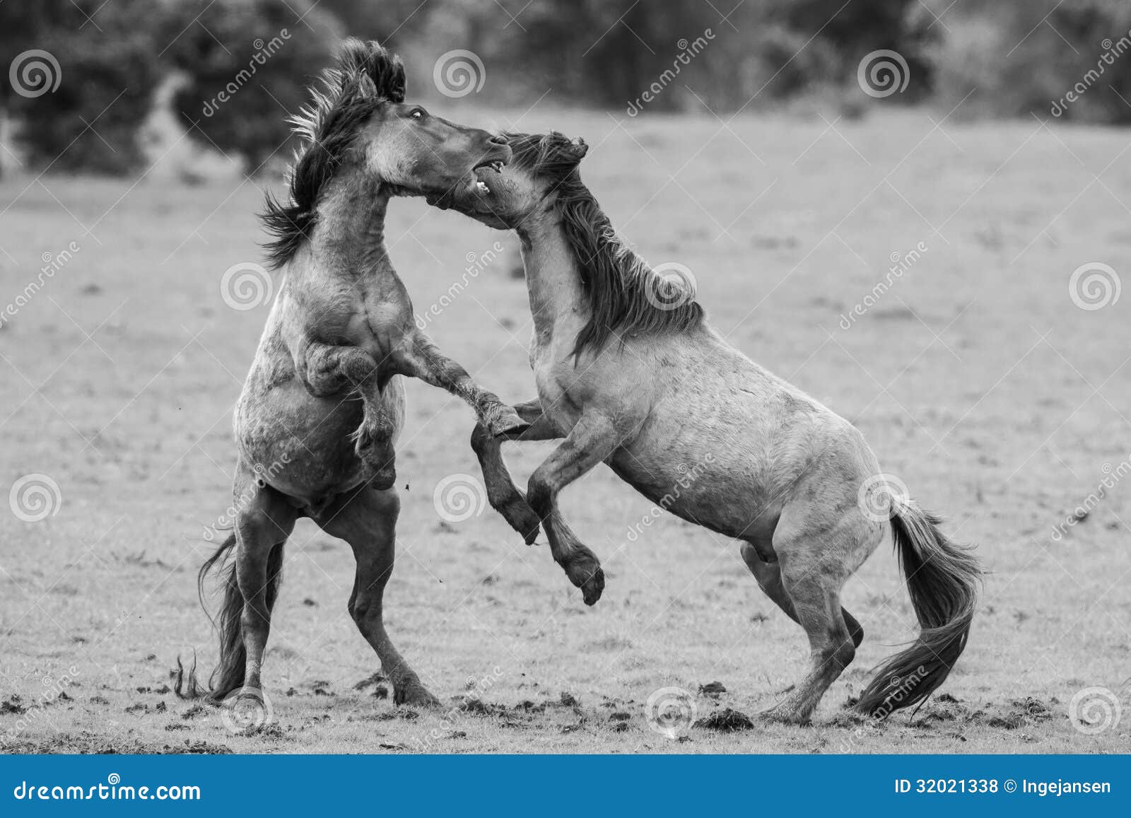 Kämpfende Pferde stockfoto. Bild von satz, wildnis, führer - 32021338