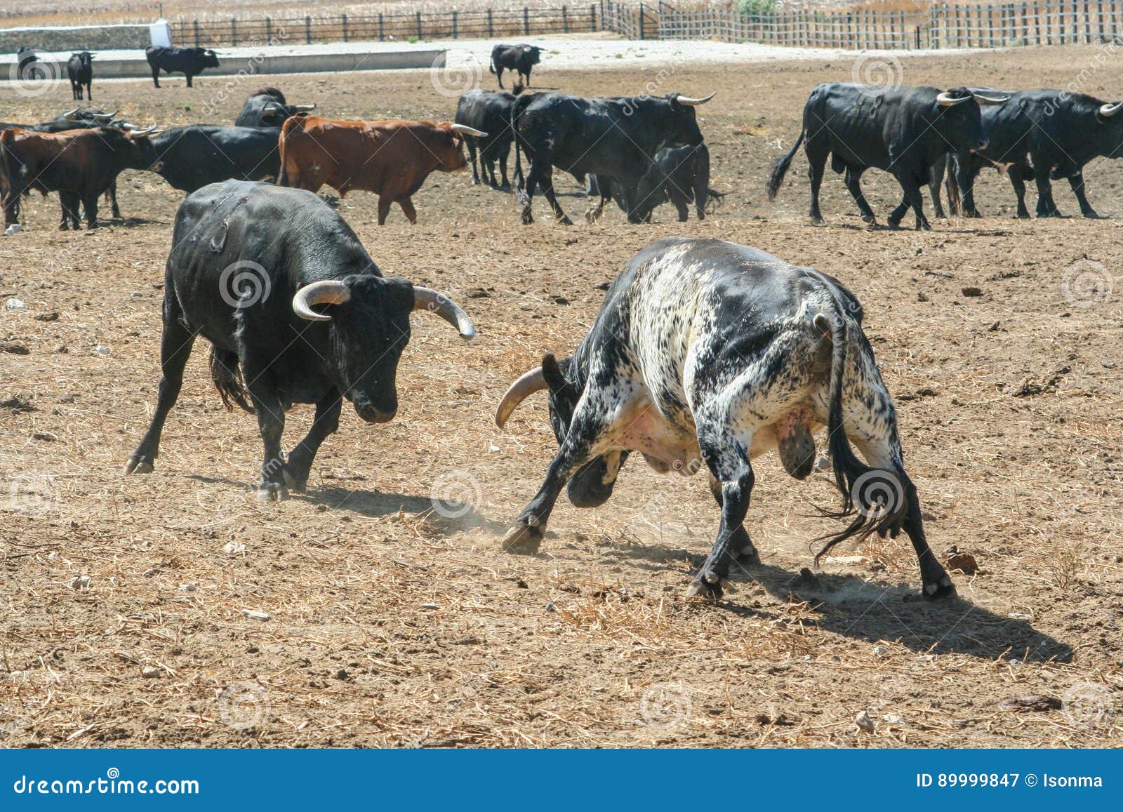 Kämpfende Stiere stockbild. Bild von tier, stier, anheben - 89999847