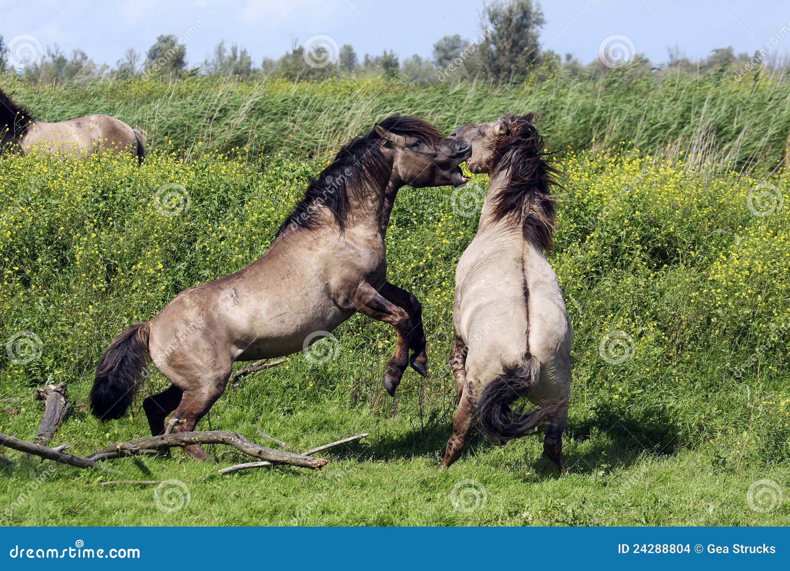 Kämpfende wilde Pferde stockfoto. Bild von wild, tier - 24288804