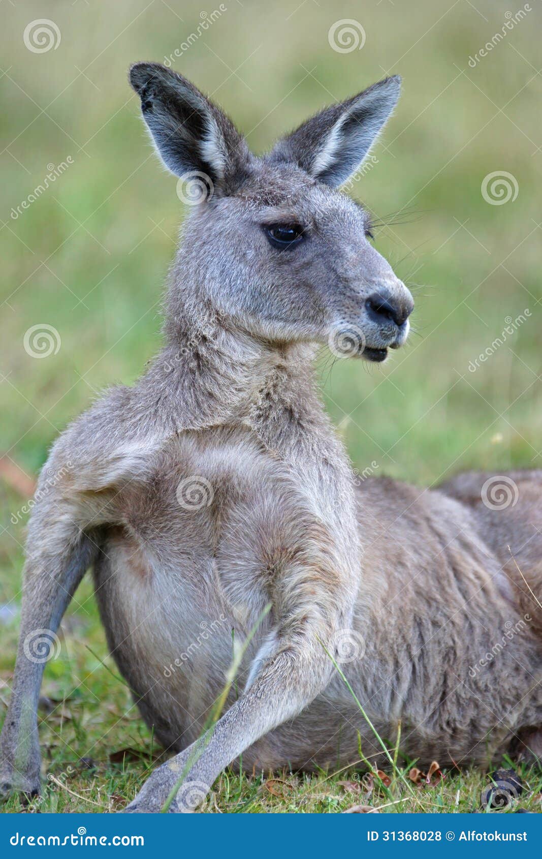 Känguru Australien arkivfoto. Bild av angus, natur, känguru - 31368028