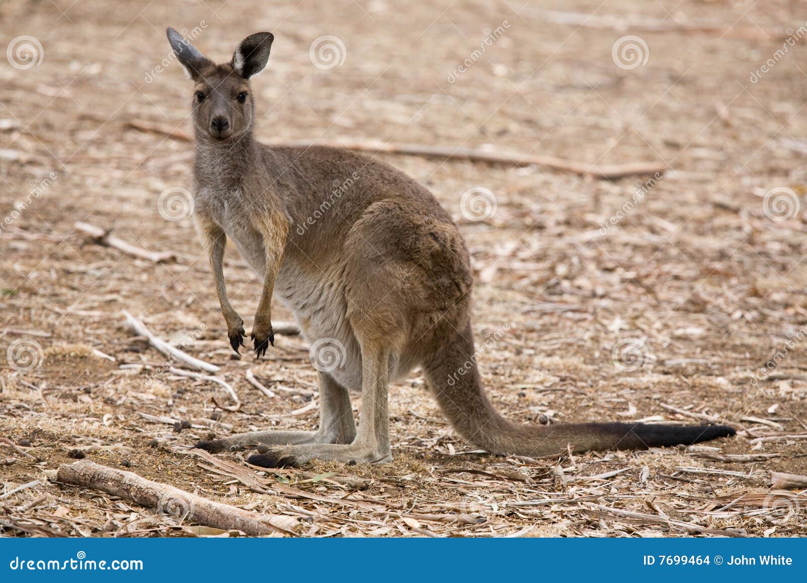 Känguru Australien stockfoto. Bild von wildnis, schauen - 7699464