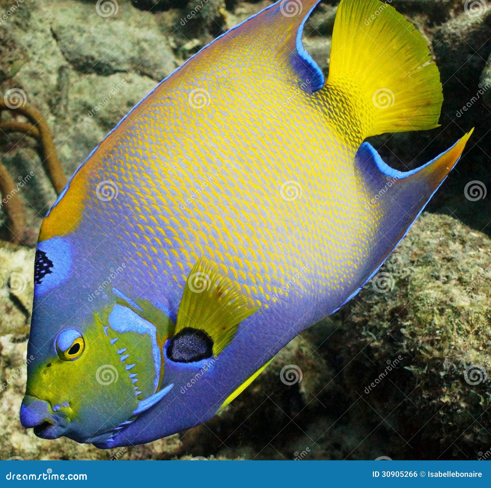 Königin-Engelhai stockfoto. Bild von unterwasser, fische - 30905266