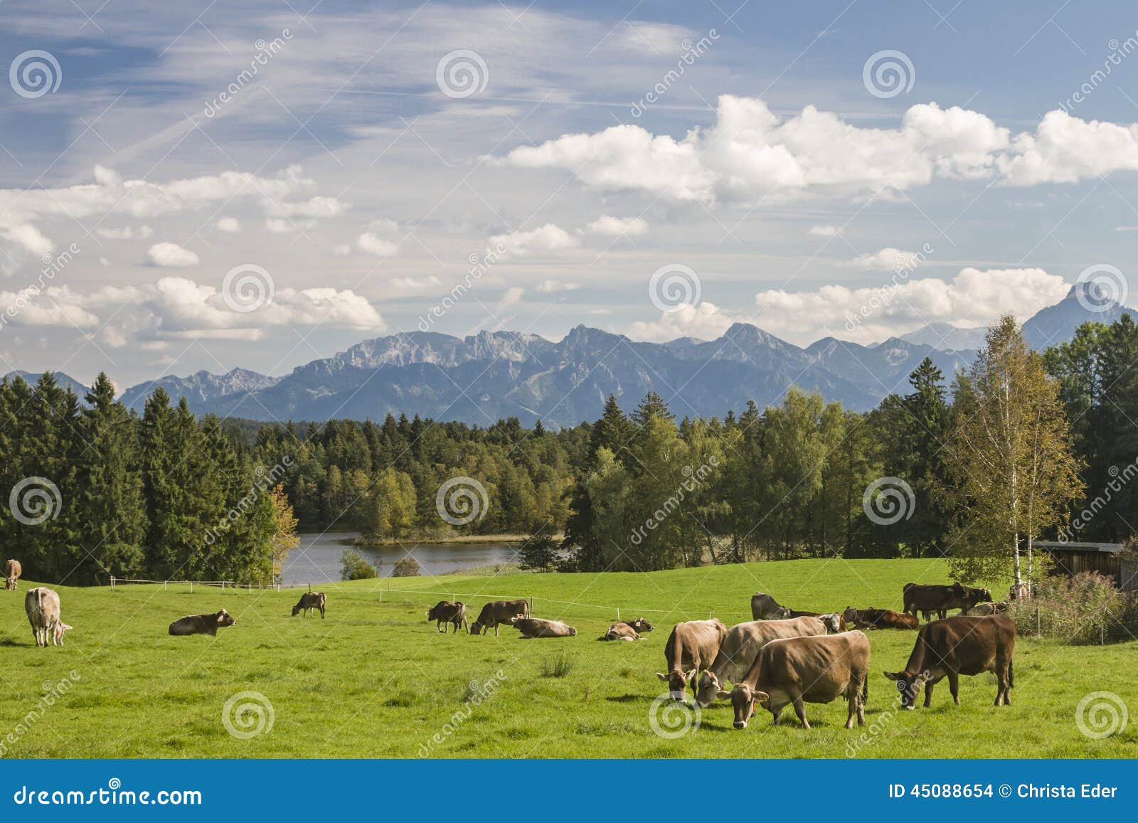 Kühe in Allgaeu stockfoto. Bild von teich, bayern, panorama - 45088654