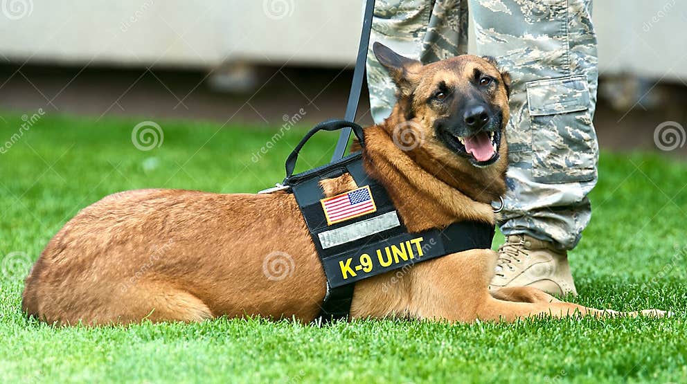 K-9 Dog stock image. Image of protect, guarding, patrol - 6467003