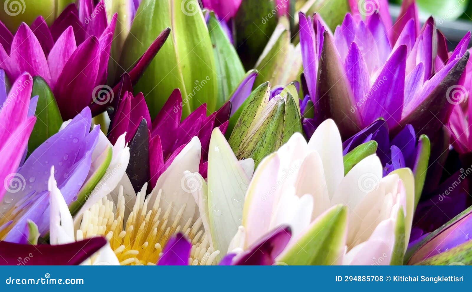 4K Beautiful Colored Lotus Flowers Nature Stock Footage - Video of ...