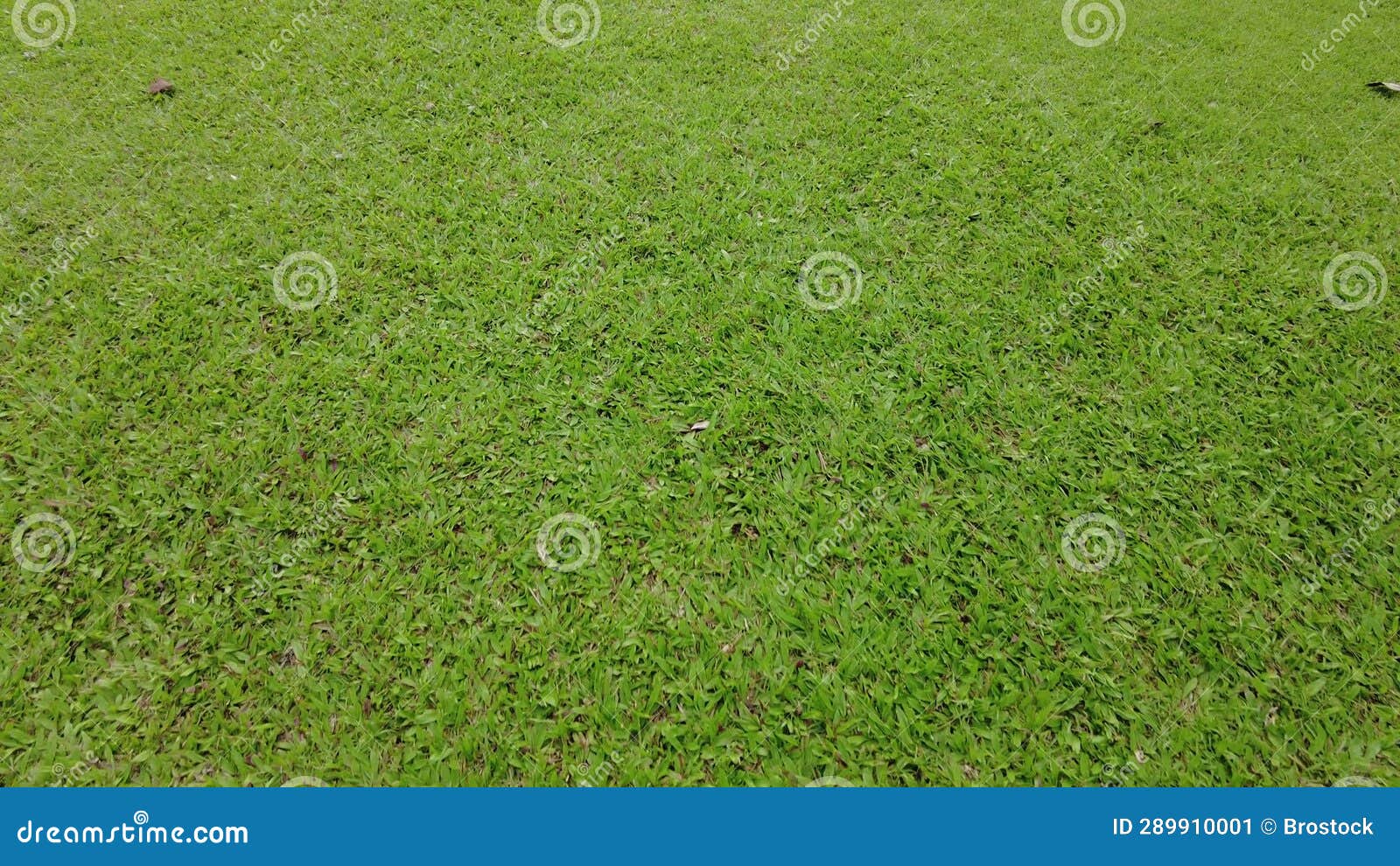 4K Beautiful View of Front Yard of Private Garden Stock Video - Video ...