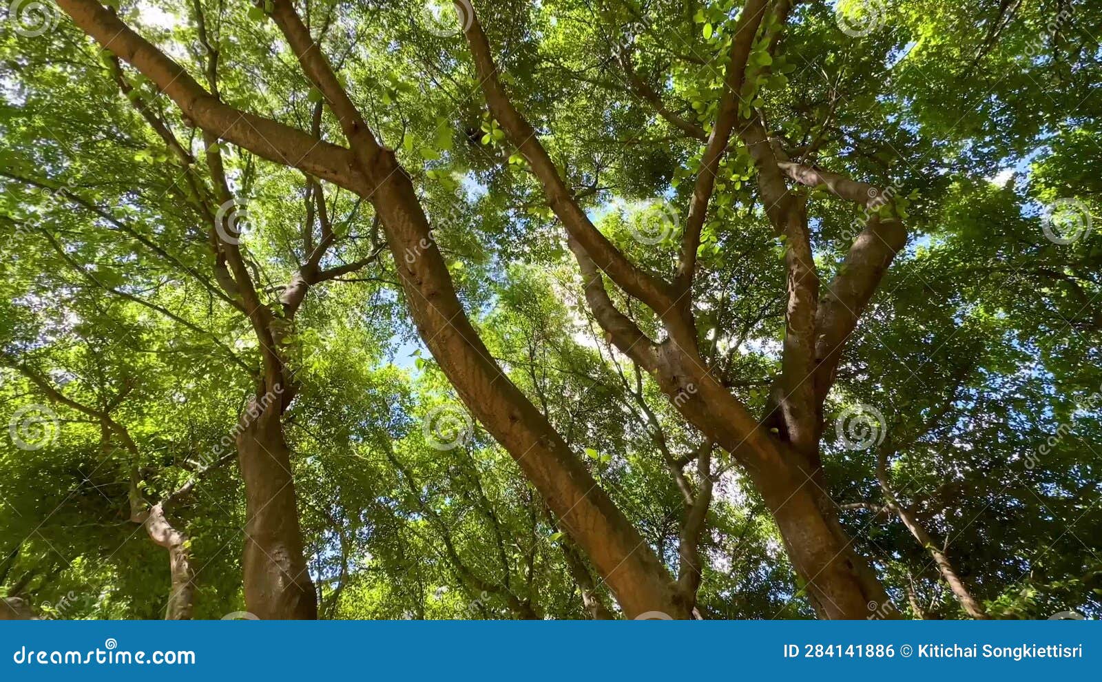 4K Bottom View of a Big Pine Tree in a Forest. Crowns of Trees with ...