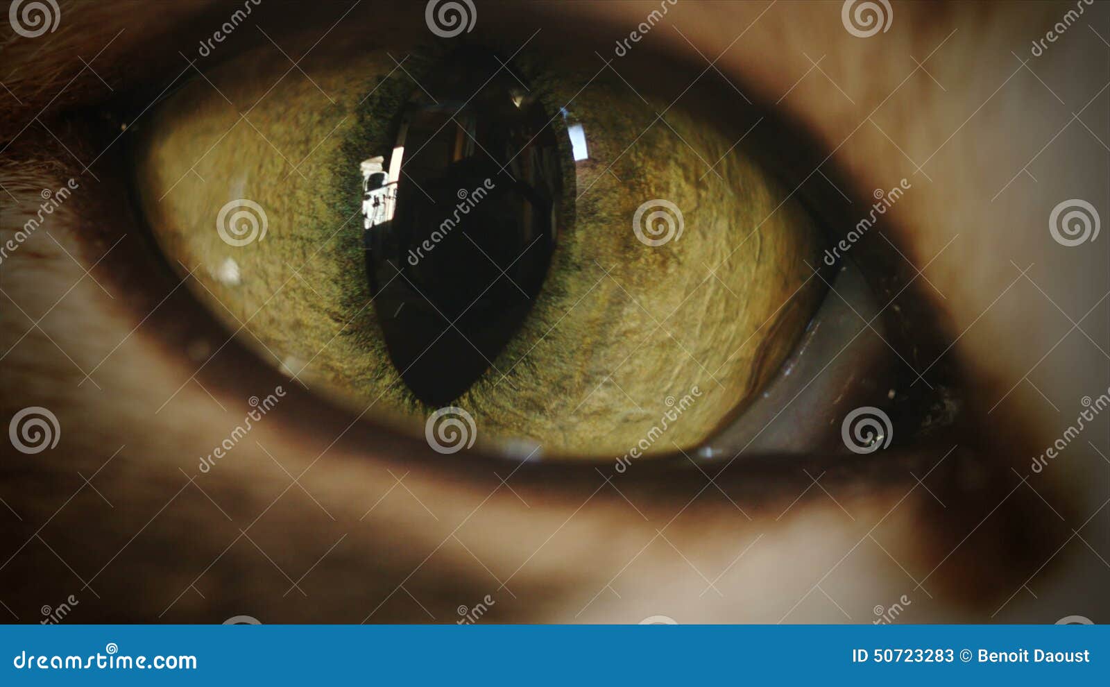 4K Cat Eye Moving and Watching Timelapse Stock Video - Video of mammal, background: 50723283