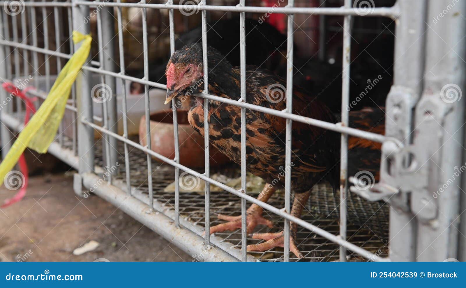 4K Chickens in the Cage on Chicken Farm Stock Video - Video of rural ...