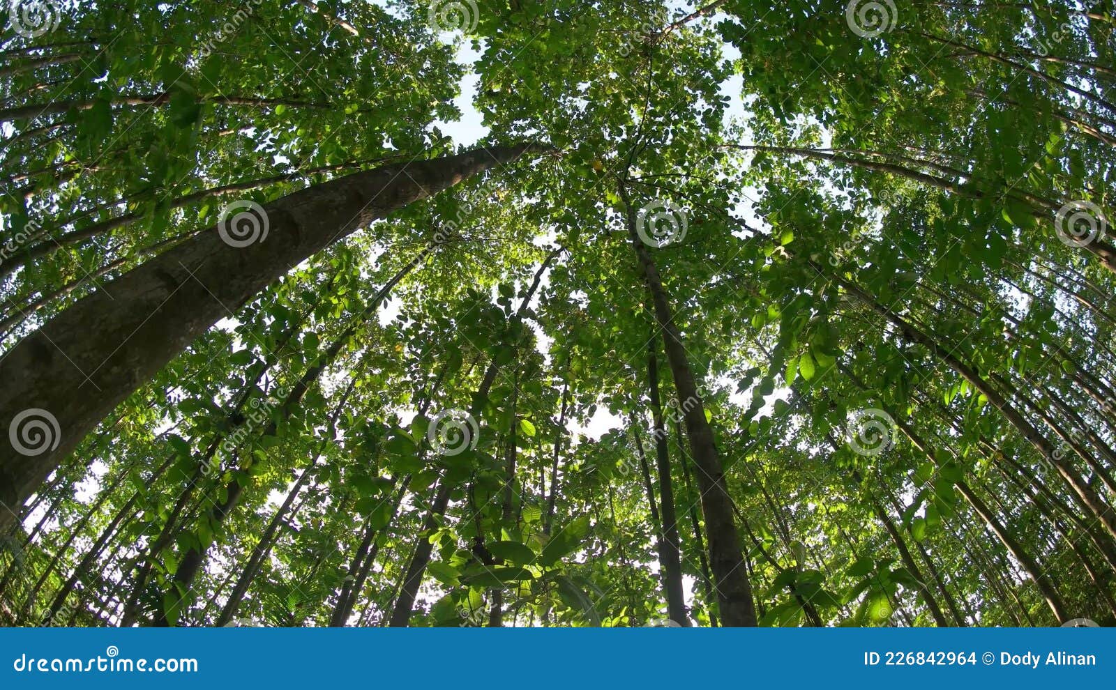 Point of View from Under the Dense Forest. Stock Footage - Video of ...