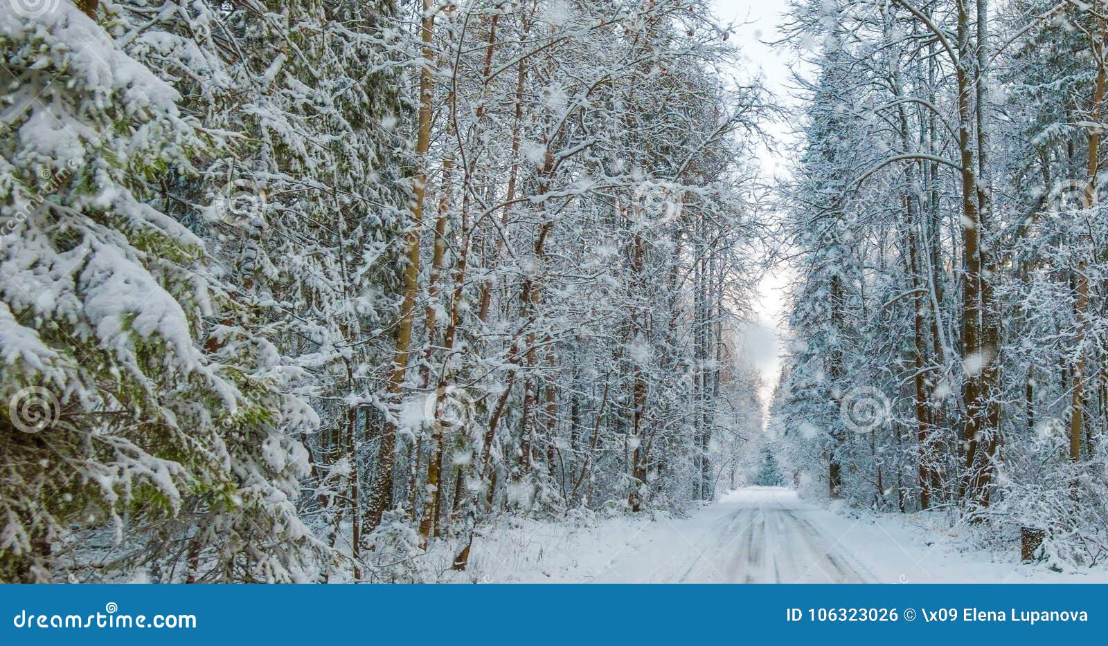 CINEMAGRAPH, 4k, Falling Snow in the Winter Forest, Loop Stock Footage ...